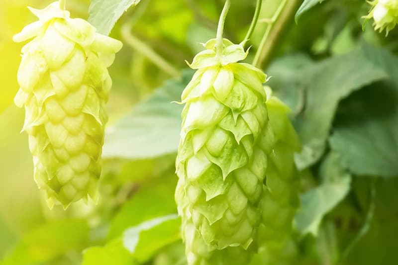Master Beer Brewing with This Essential Guide to Hops | From Zero to ...