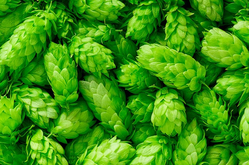 Hop creep: causes, effects, and prevention - Micet Craft Brewery Equipment